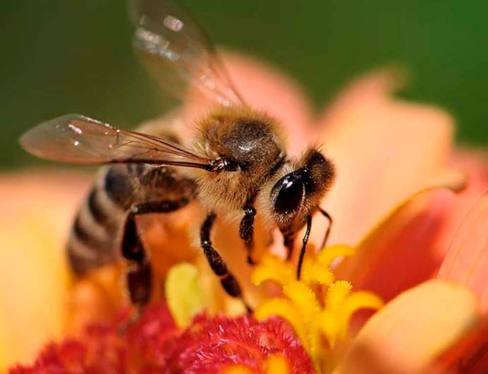 La abeja Melipona, más que un insecto una tradición