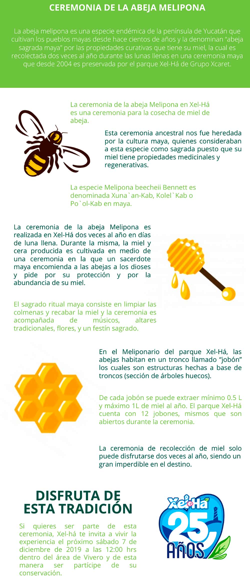La abeja Melipona, más que un insecto una tradición